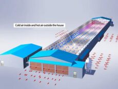 The advantage of poultry farming using environmental control equipment ...