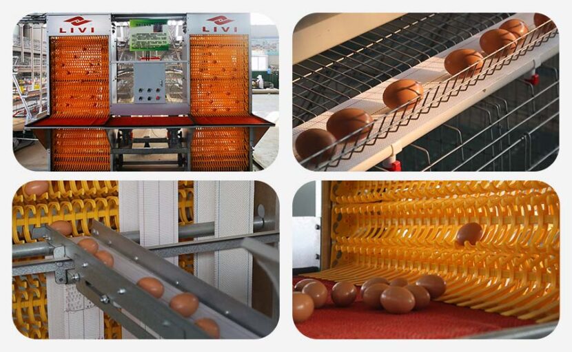 Advantages of poultry farming automation equipment - Poultry equipment ...