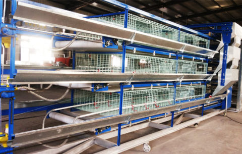 Modern Broiler Cages System With Lower Price - Poultry equipment supplier