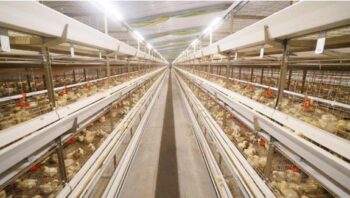 Best Broiler cage system for modern chicken farming - Poultry equipment ...