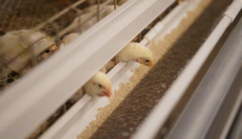 Top 10 Essential chicken farming equipment for Success - Poultry ...