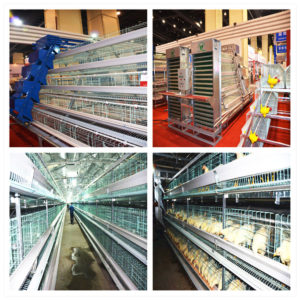 Automatic Poultry Farming System In Nigeria - Poultry equipment supplier