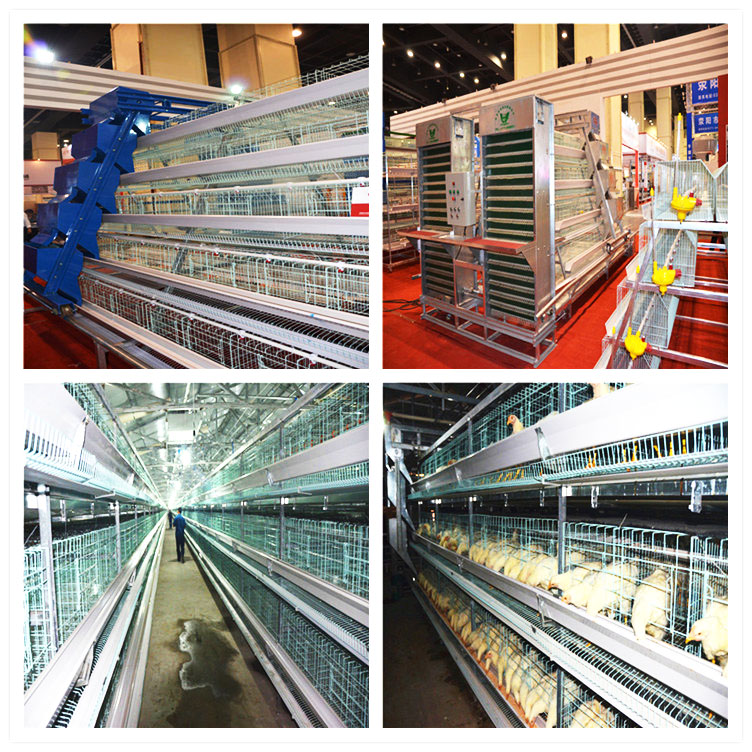 Automatic Poultry Farming System In Nigeria - Poultry equipment supplier