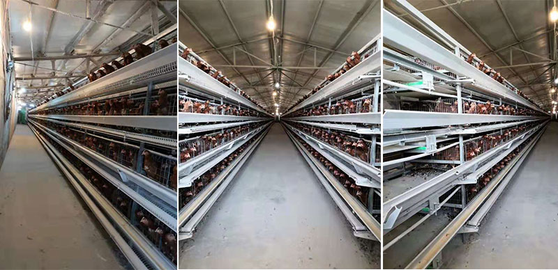 Commercial Chicken Cage with Automated System in Layer Hen Farm ...