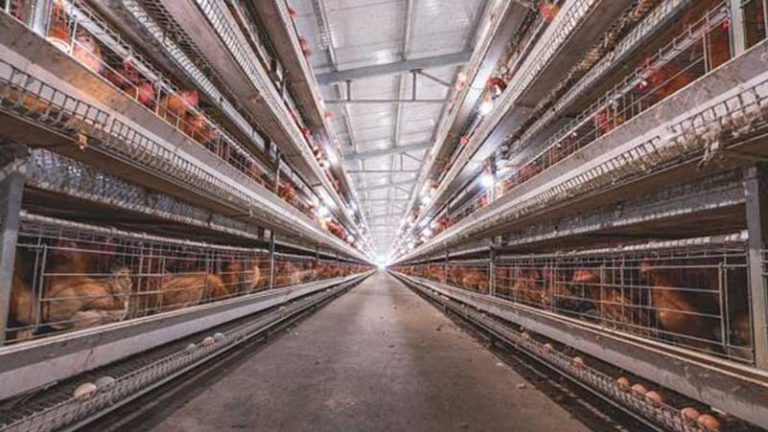 ISO9001 Layer Cage System for 50000 birds in automatic poultry farm ...