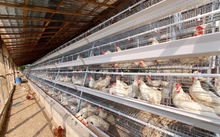 A type layer cages provides a comfortable home for 30,000 birds ...