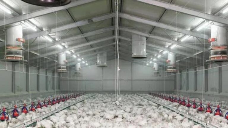 Automatic Floor Raising System for Poultry Broiler Chicken Farm ...