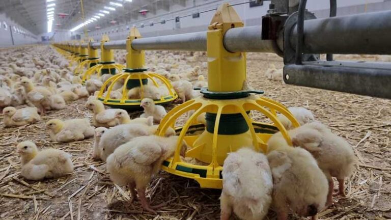 Broiler Feeders And Waterers For Sale In South Africa - Poultry ...
