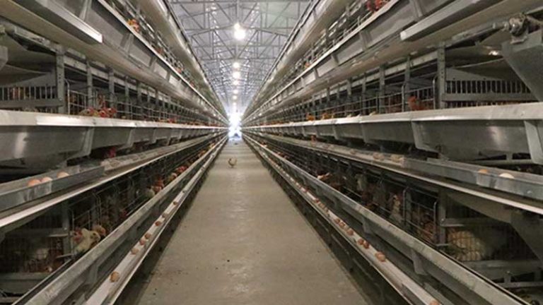Q235 wire mesh H-Type Layer Farm Chicken Cage system - Poultry ...