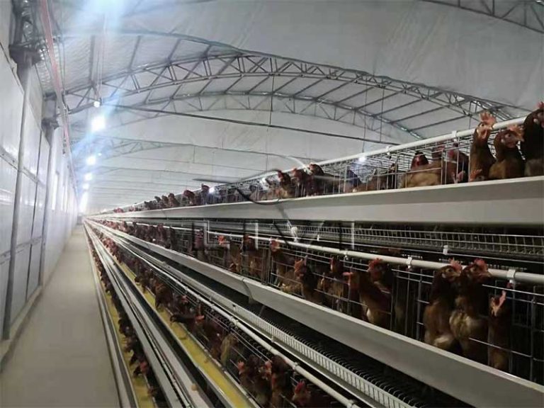 Battery Cage Chicken Farming Equipment Needed To Start Poultry Farm ...
