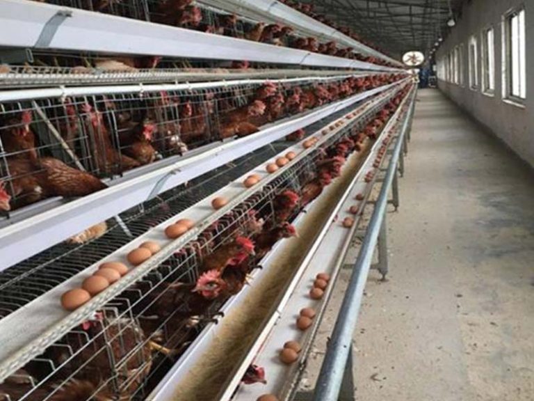 Chicken Layer Cages for 5,000 Chickens in Kenya - Poultry equipment ...