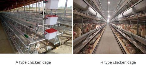 Difference between A-type chicken cage and H-type chicken cage ...