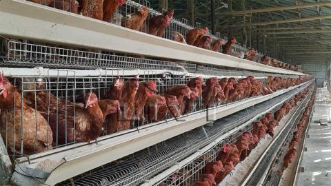 Start a Poultry Farm Using Battery Layer Chicken Cages - Poultry ...