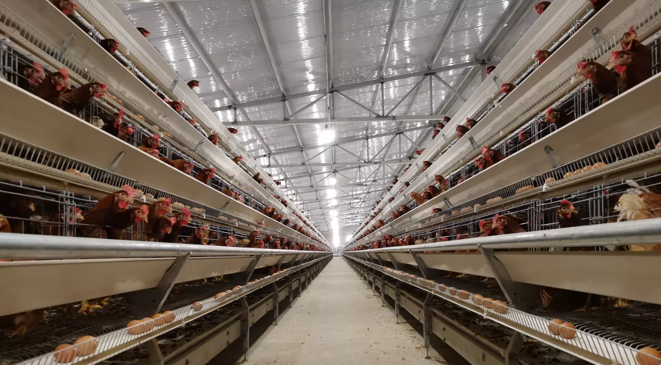 Layer Egg Chicken Cage for 10,000 Poultry Farm House Design - Poultry ...