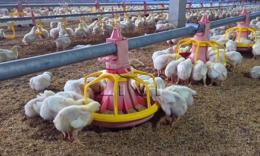 15000 birds automatic broiler floor raising system - Poultry equipment ...