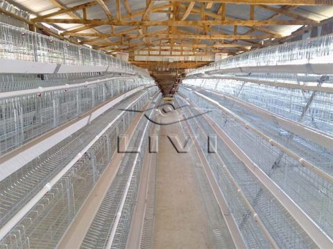 Comprehensive Guide to Battery Cage Systems for Poultry Farming ...