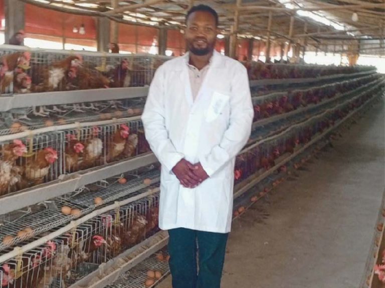 Battery Cage System for 8,000 Laying Hens in Uganda - Poultry equipment ...