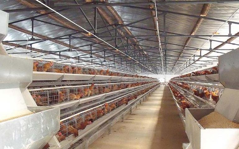Q235 Wire Mesh Chicken Cages For Sale - Poultry equipment supplier