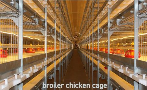 Broiler Chicken House Design for 10,000 Birds - Poultry equipment supplier