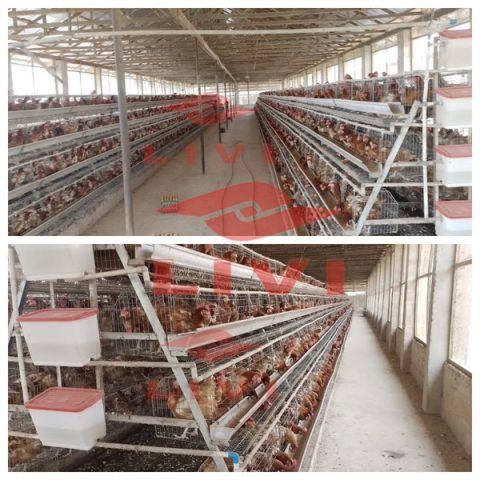 20,000 Layers Farm Chicken Cage System Project in Nigeria - Poultry ...
