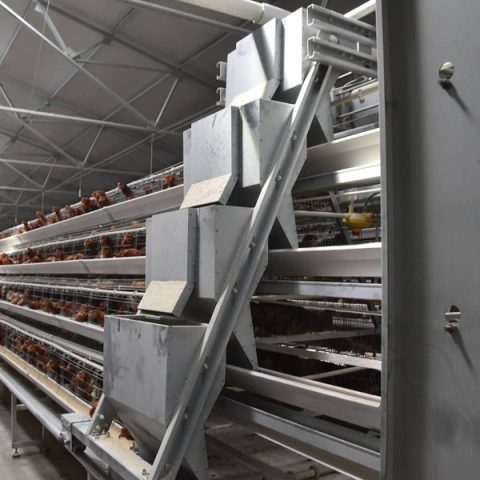 Looking for the latest chicken cage prices in Bangladesh? - Poultry ...