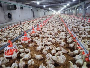 Broiler Feeding and Drinking System for 20,000 Chickens - Poultry ...