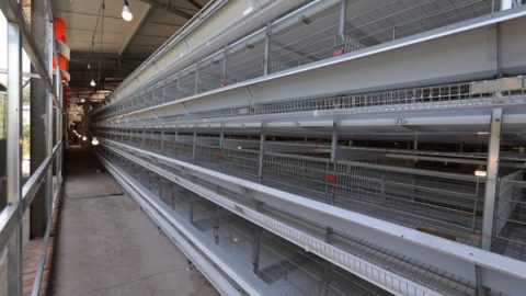 Chicken Layer Cage Price in Uganda Cost & Solution for 20,000 Layers ...